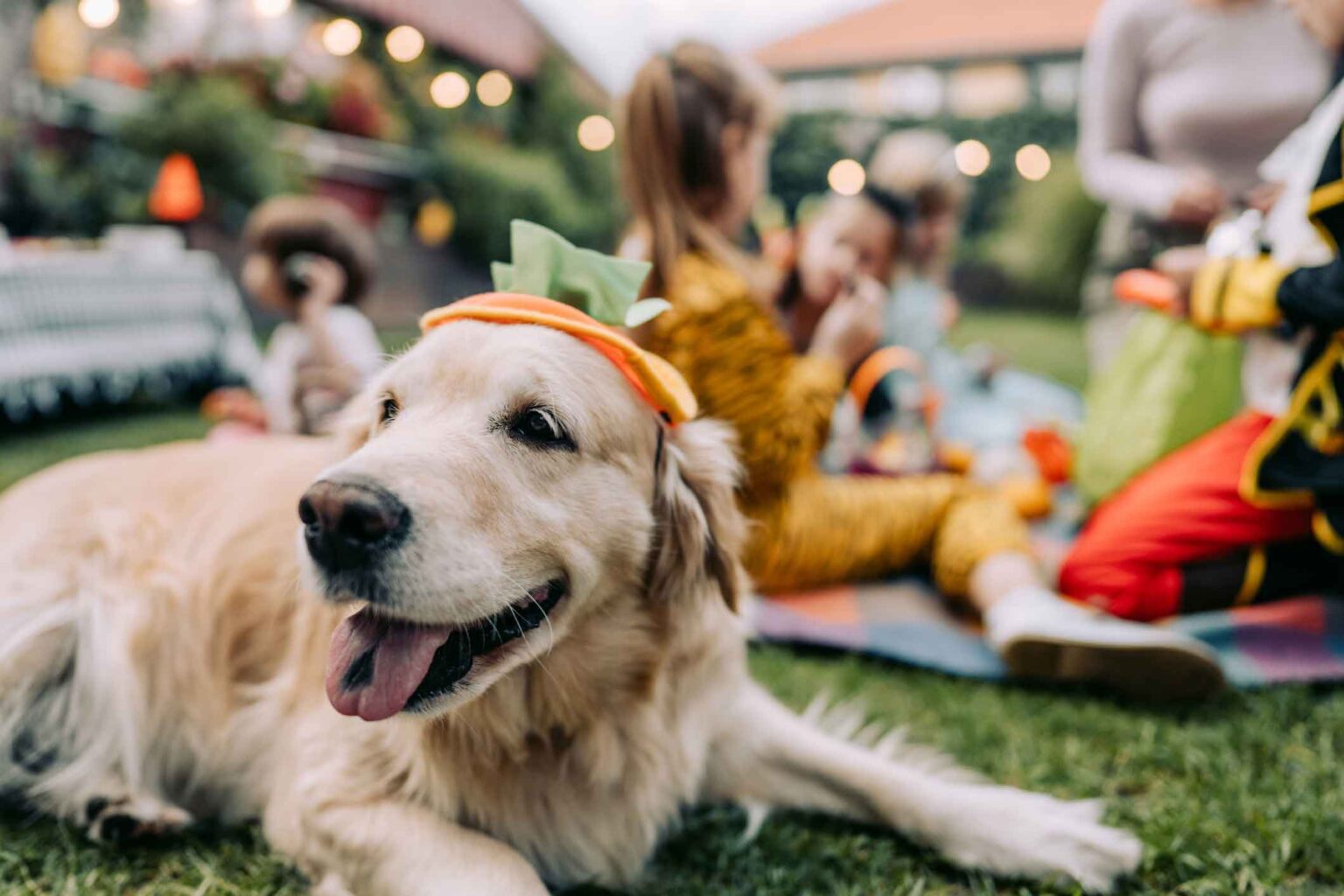 Dog & Pet Events in 2024 - Protectivity