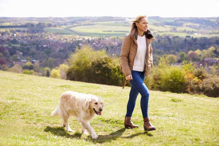 New UK laws for professional dog walkers in 2024 | Protectivity