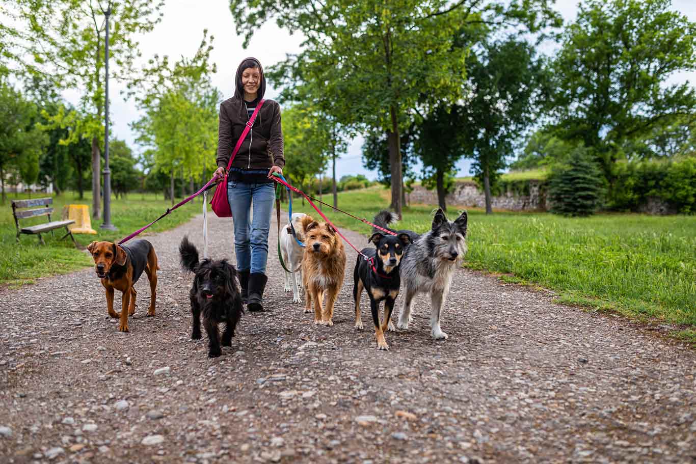 New UK laws for professional dog walkers in 2024 | Protectivity