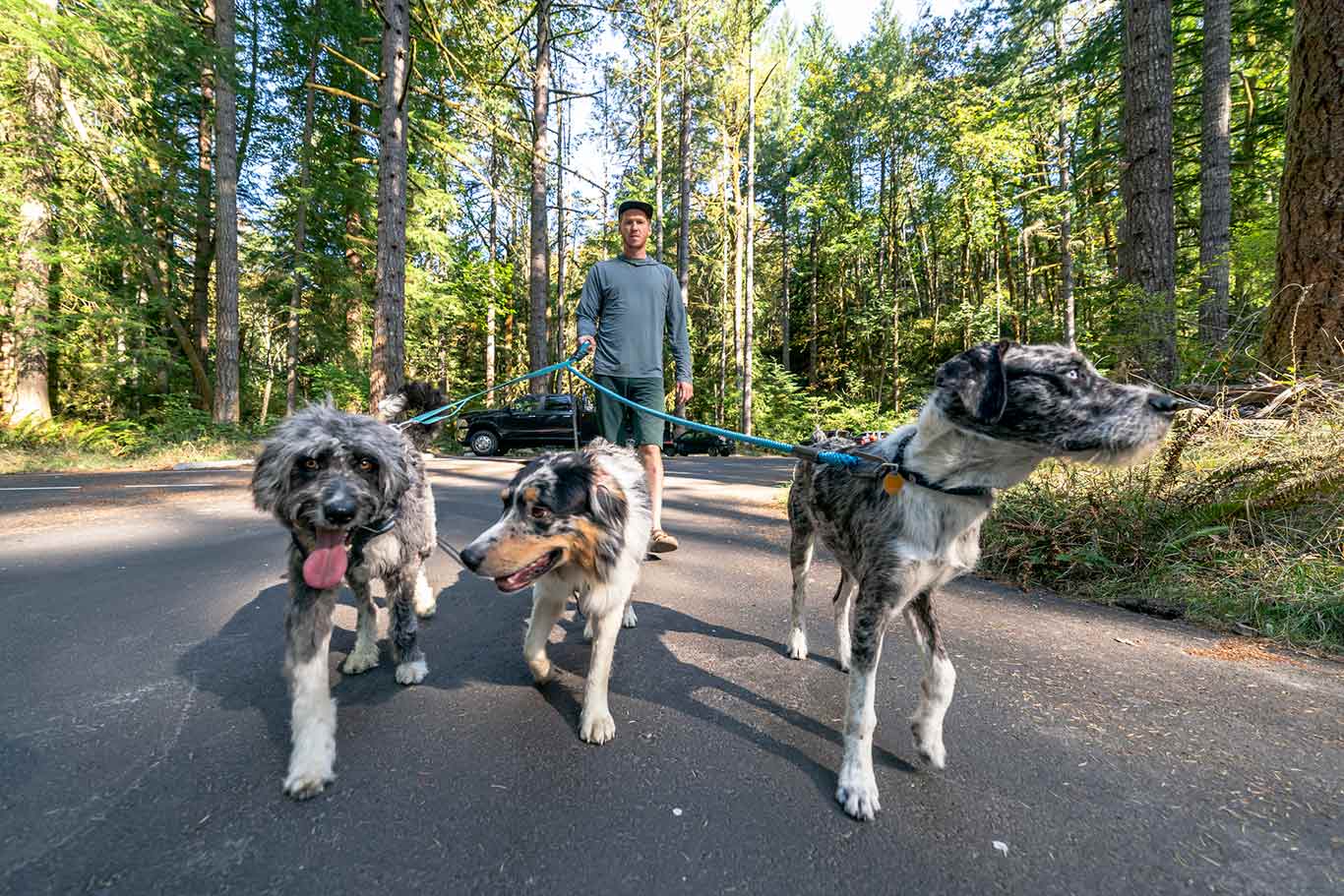 New UK laws for professional dog walkers in 2024 | Protectivity