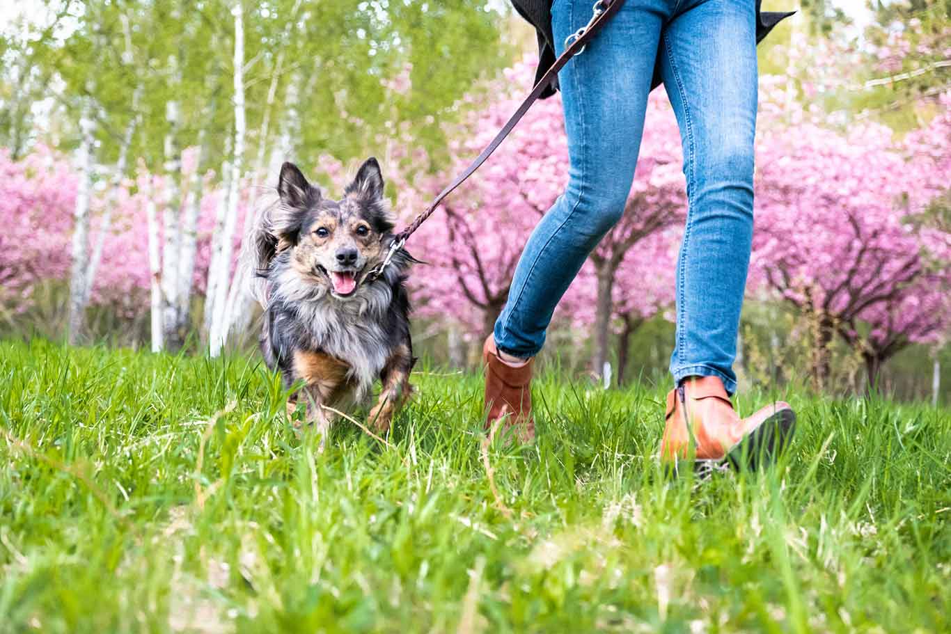 New UK laws for professional dog walkers in 2024 | Protectivity