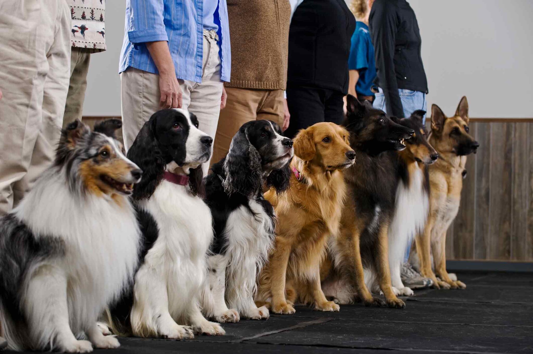 How to Start a Dog Training Business? - Protectivity