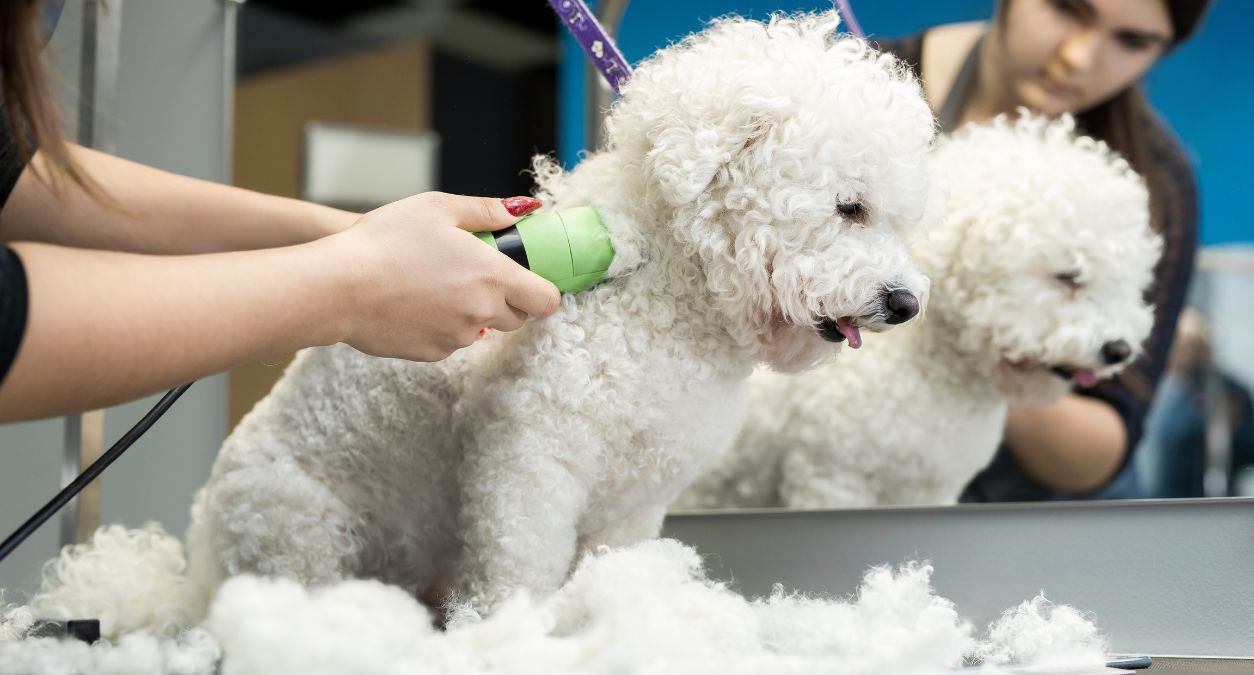 How to groom different dog breeds - Protectivity