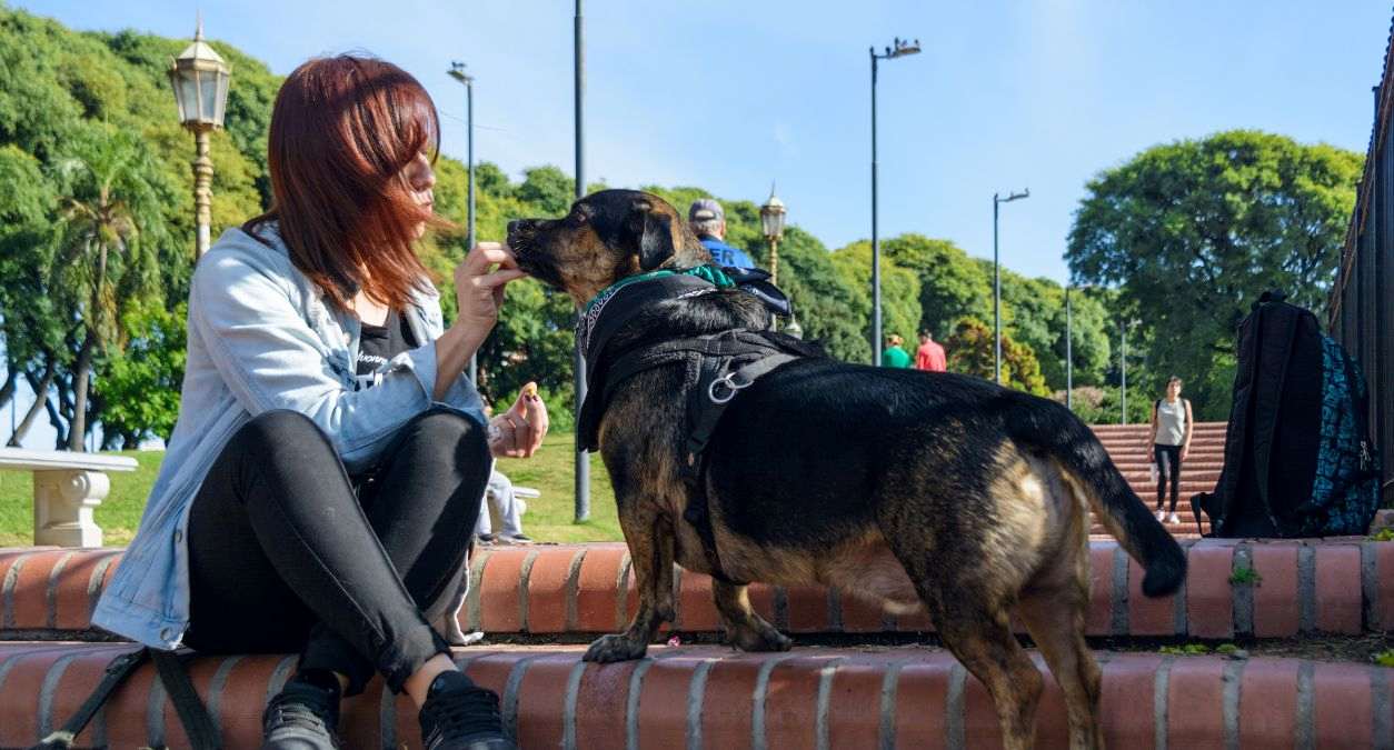 Pet Behaviour and Psychology for Pet Care Providers - Protectivity