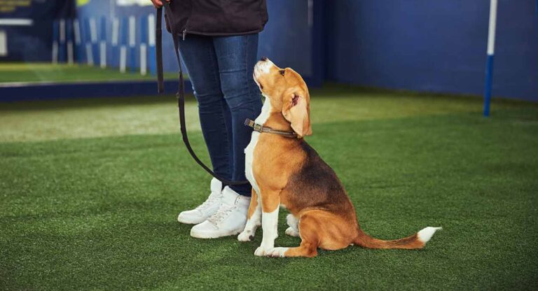 How to decode dog behaviour - Protectivity