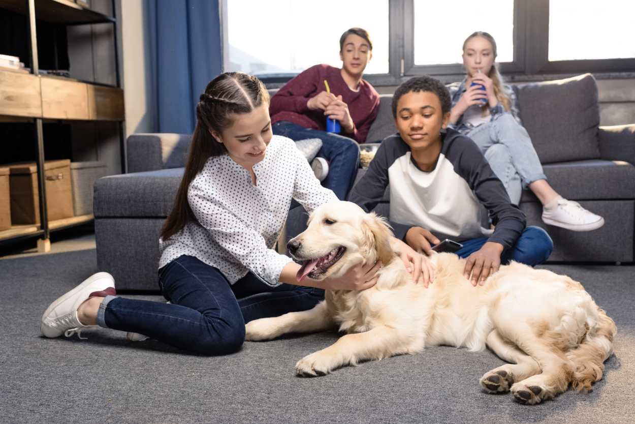 Therapy dog training in the UK - Protectivity