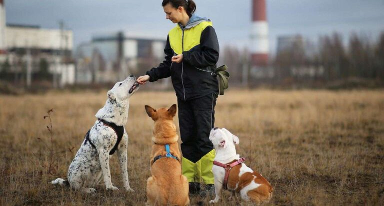 Dog walking prices 2026 - Protectivity