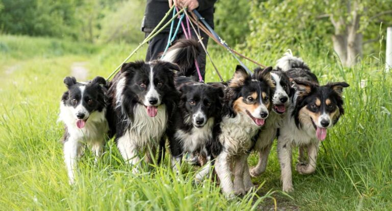 Dog walking prices 2026 - Protectivity