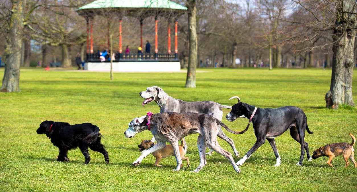 Dog walking prices 2026 - Protectivity